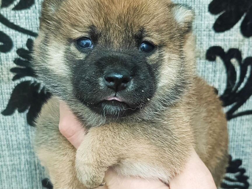 Сиба ину лучшая порода в мире