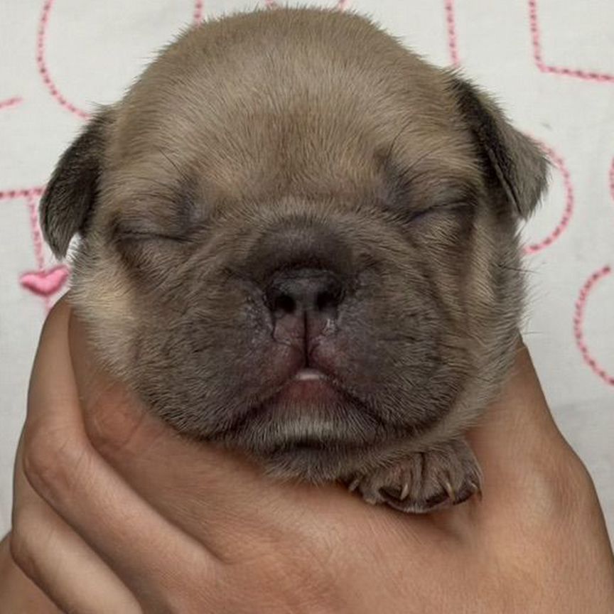 Французский бульдог, щенок