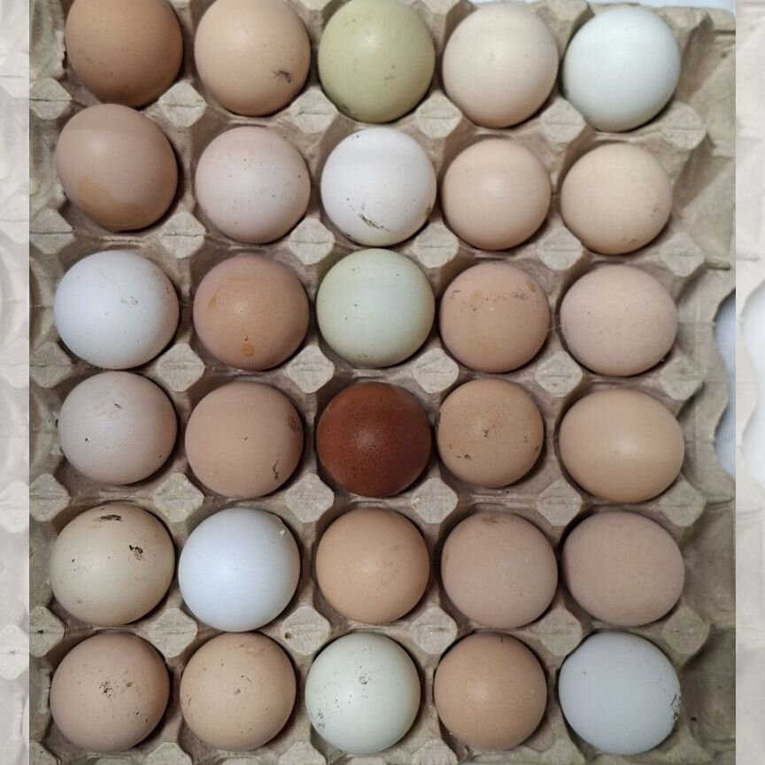 Инкубационное яйцо