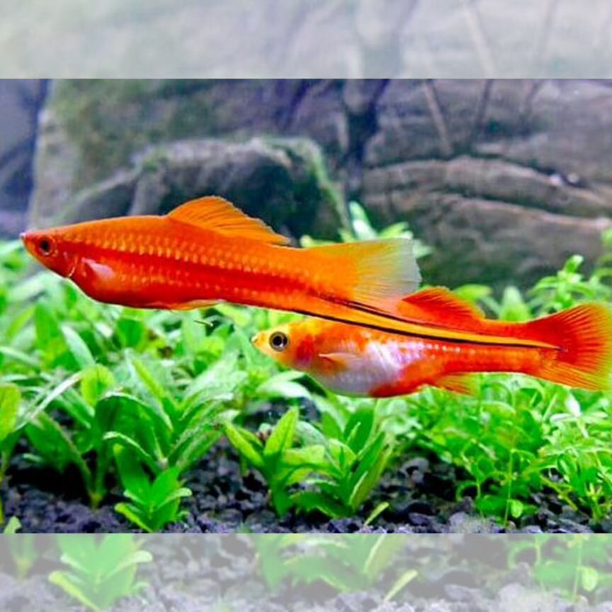 Меченосец рубин