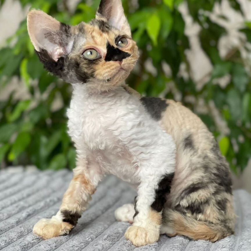 Котёнок Девон-рекс