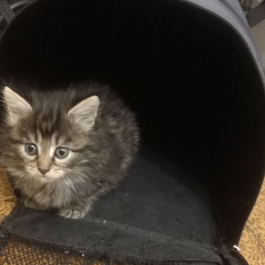 Мейн-кун котёнок