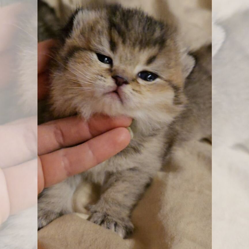 Британский короткошёрстный котёнок