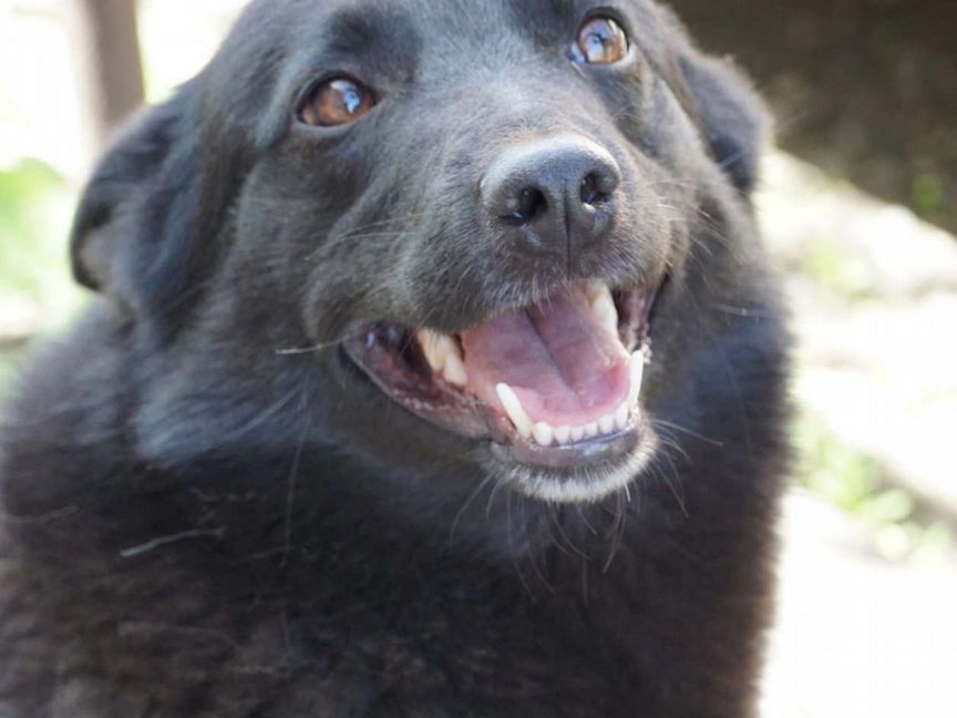 Роза, мечта а не собака