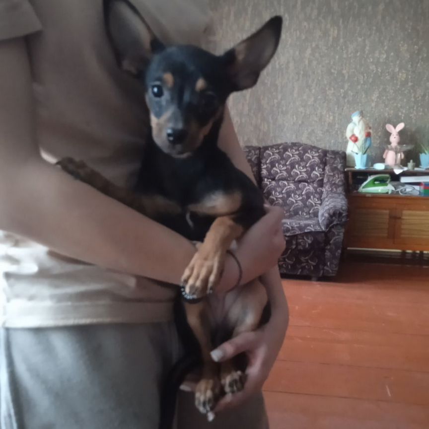 Русский той-терьер, щенок