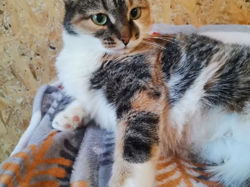 Кошка Ириска