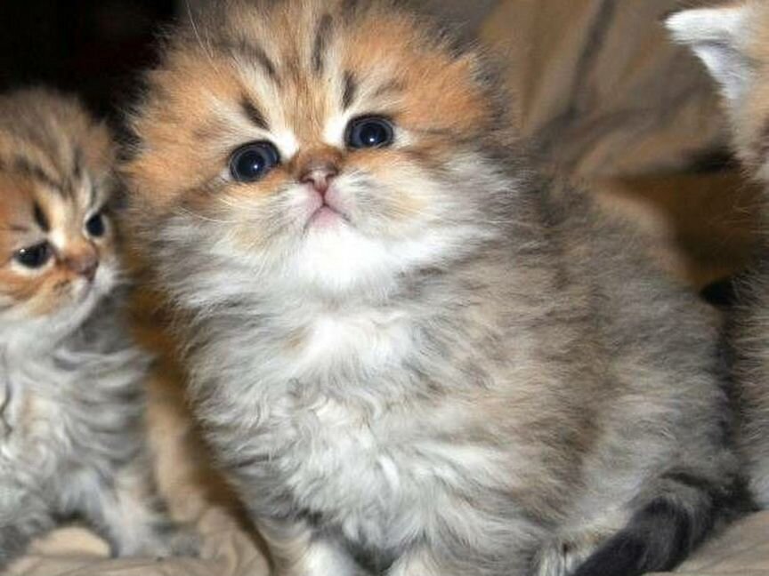 Шотландские котята