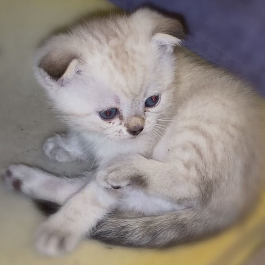 Шотландский вислоухий короткошёрстный котёнок