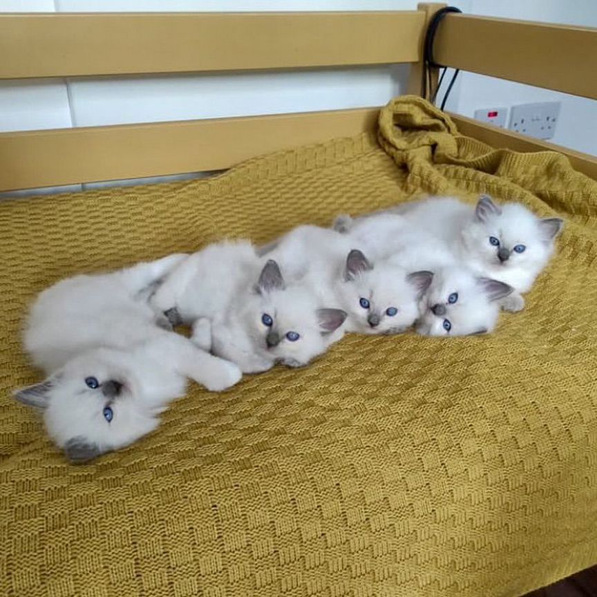 Котята рэгдолл