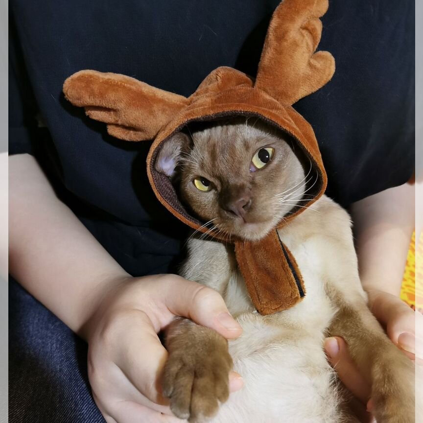 Котёнок от частного владельца