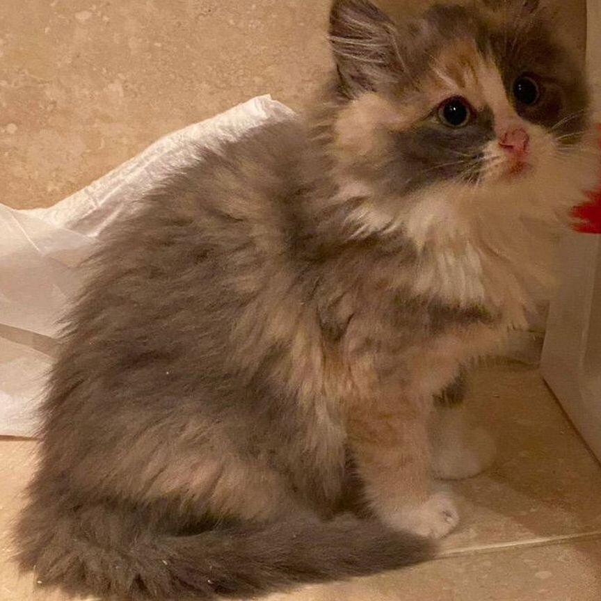 Котёнок в добрые руки