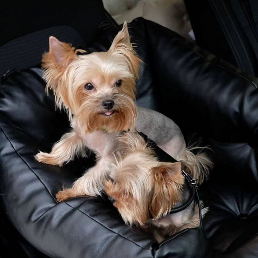 Сумка автокресло для собак