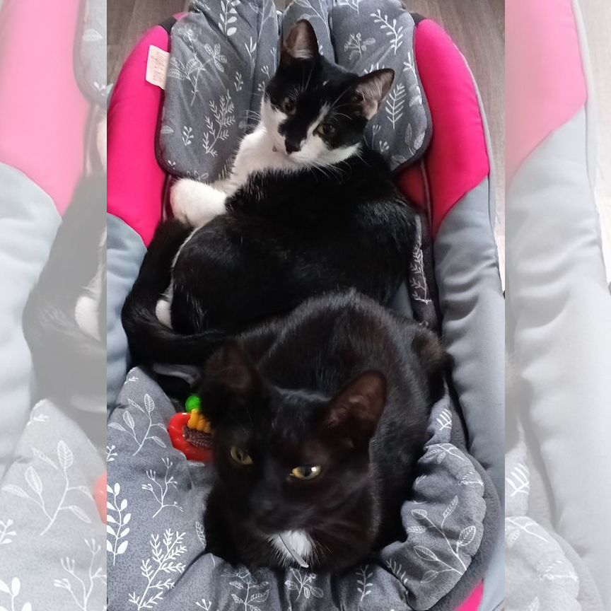 Взрослая, Девочка кошка в добрые руки