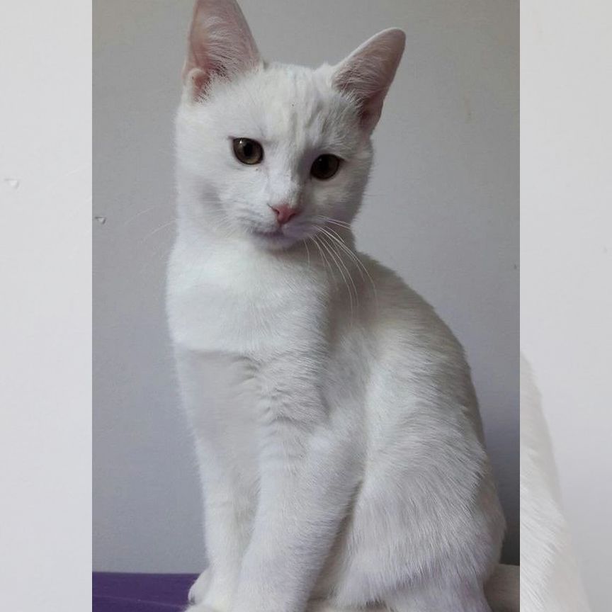 Анатолийский котёнок