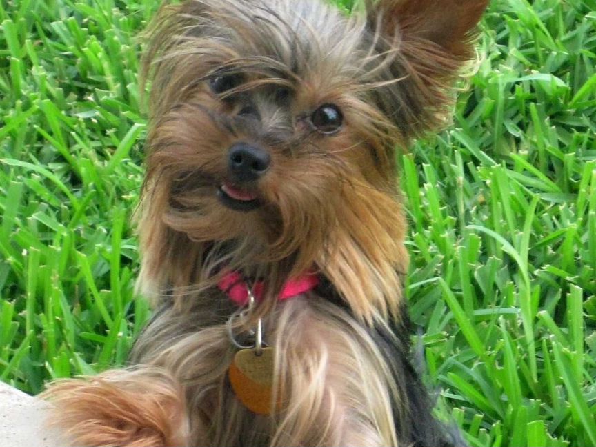 Случка йорширский терьер