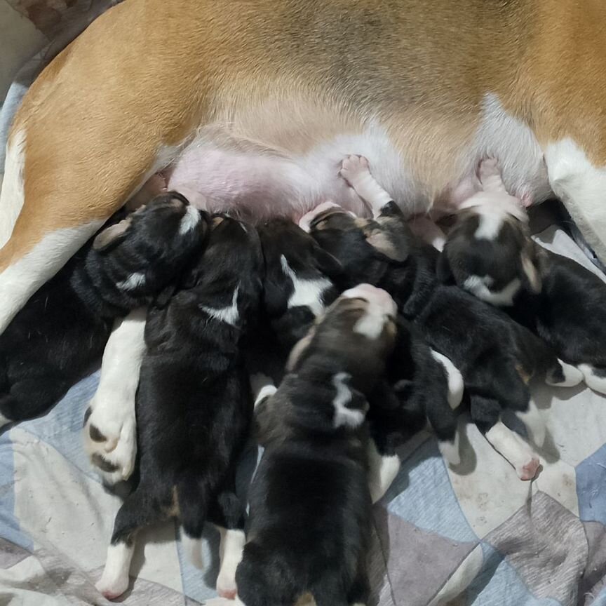 Бигль, щенок