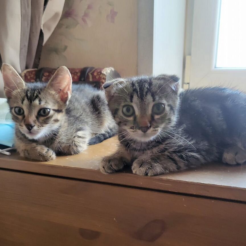 Кошка котята