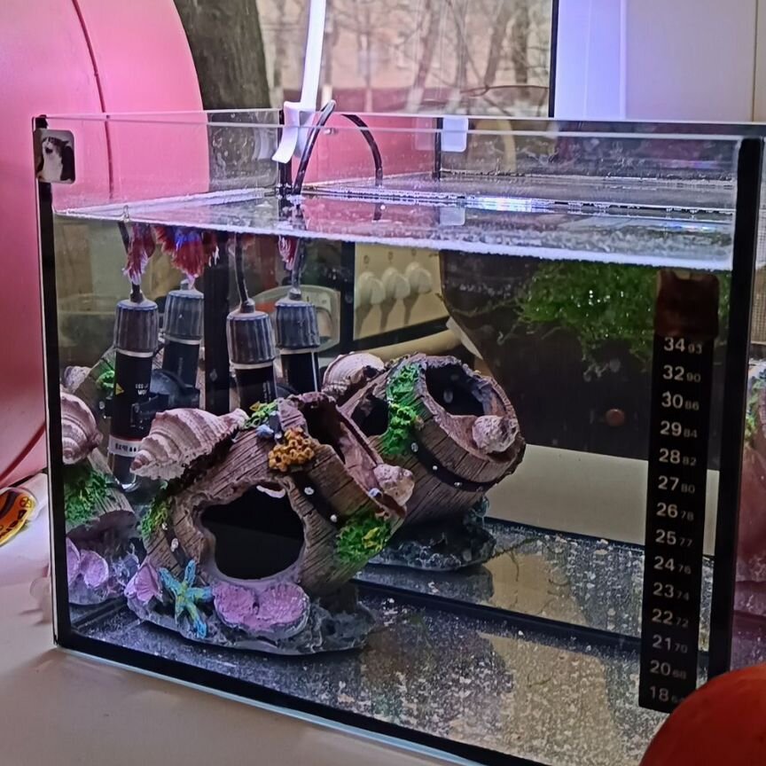 Рыба петушок