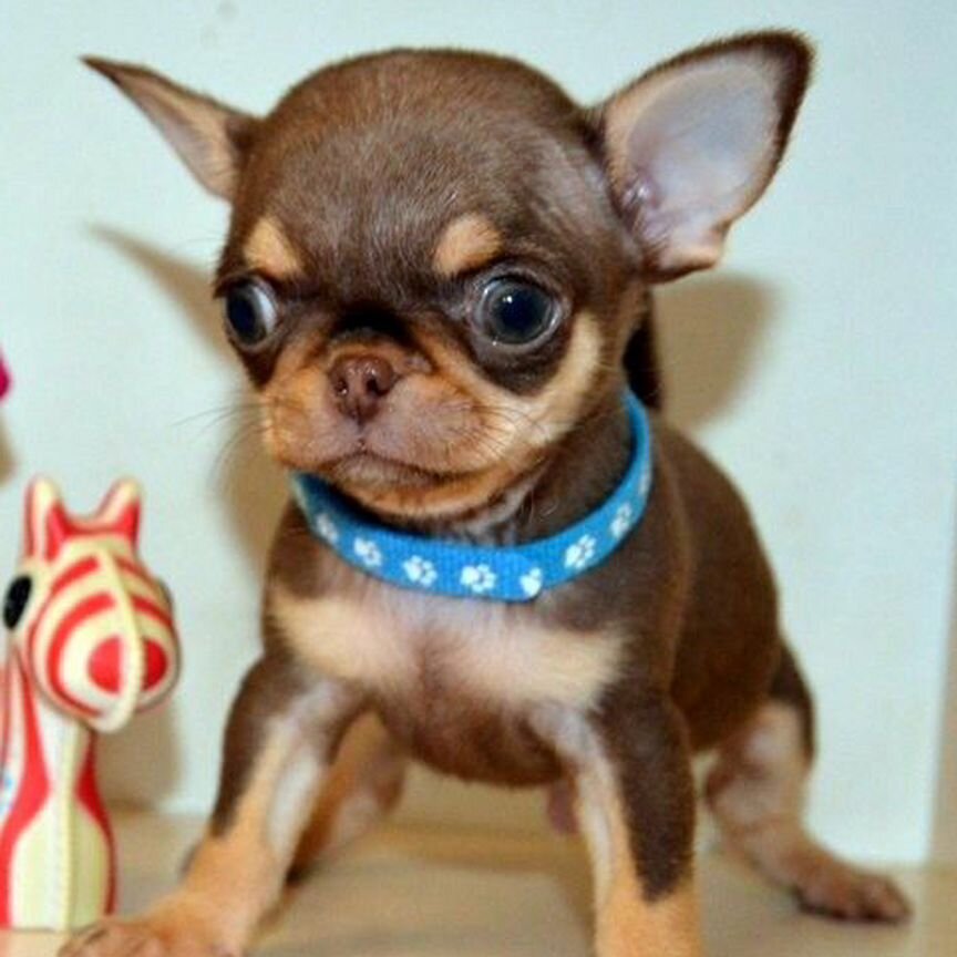 Чихуахуа, щенок