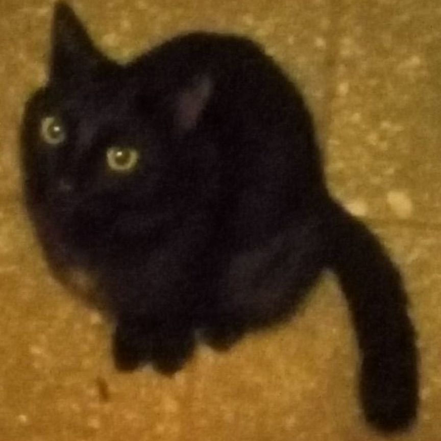 Взрослый кот в добрые руки