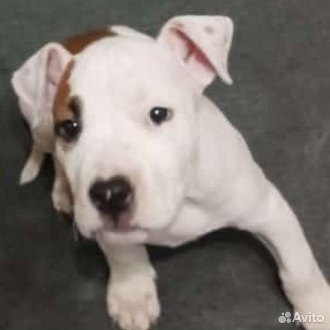 Продам стаффа