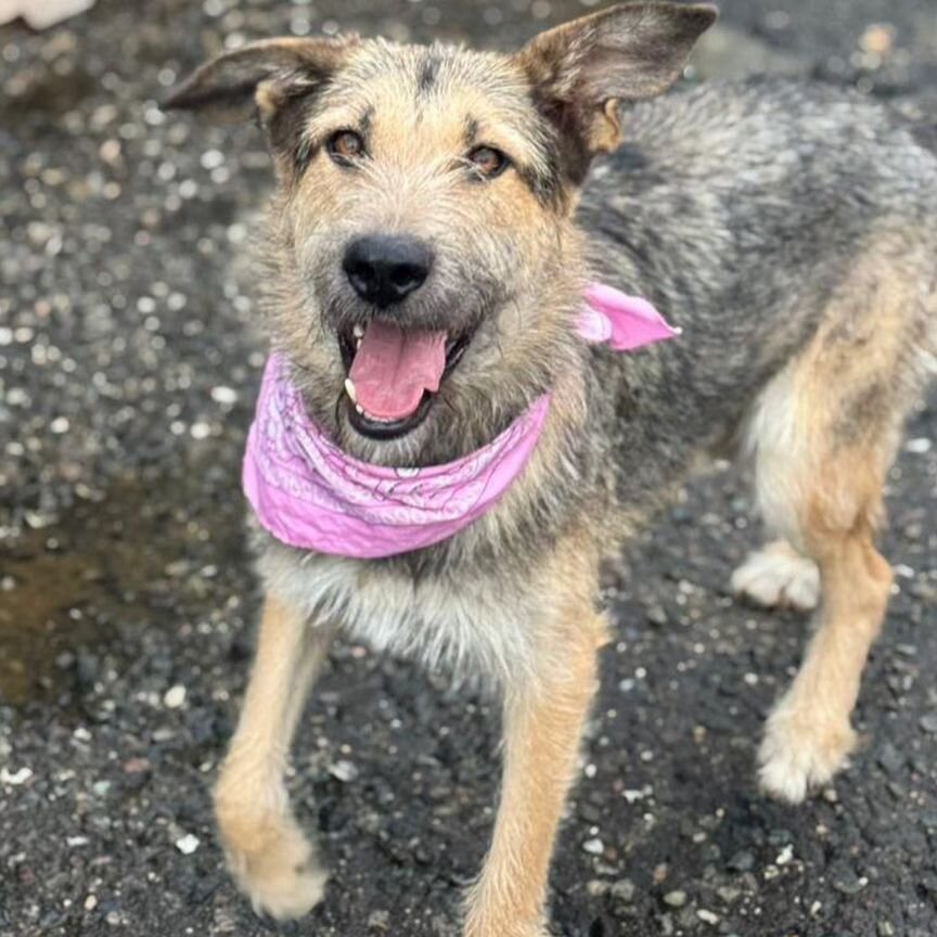 Взрослая собака в добрые руки