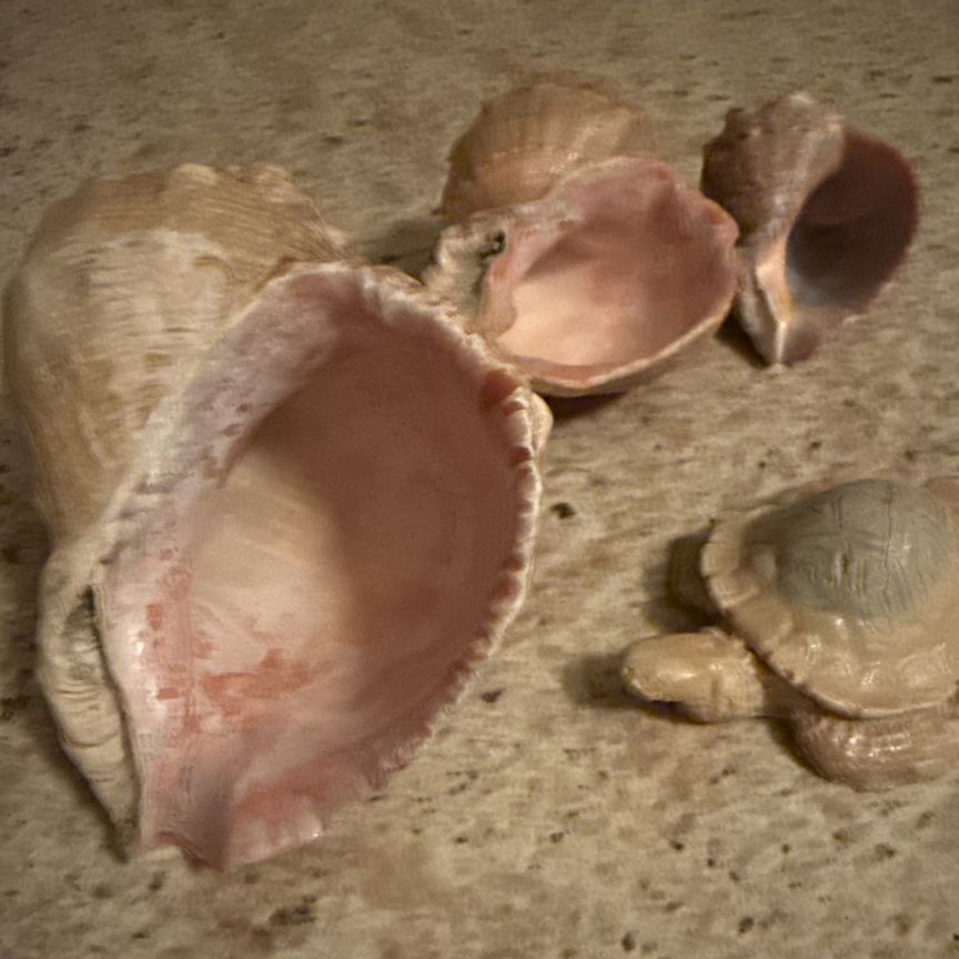 Ракушки морские набор