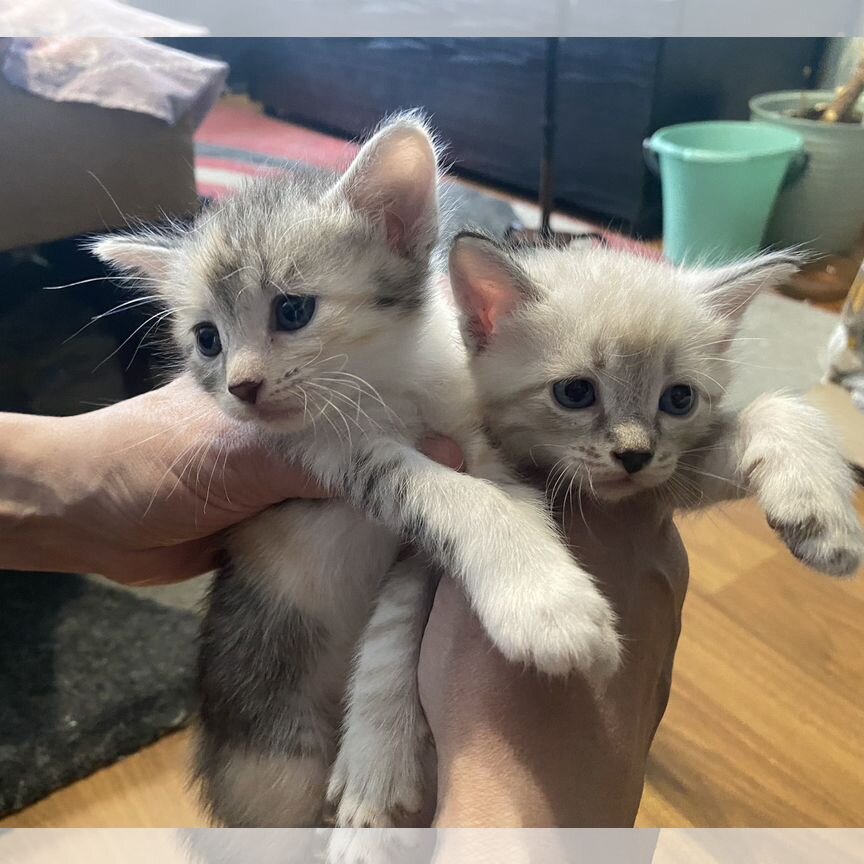 Котята в добрые руки бесплатно