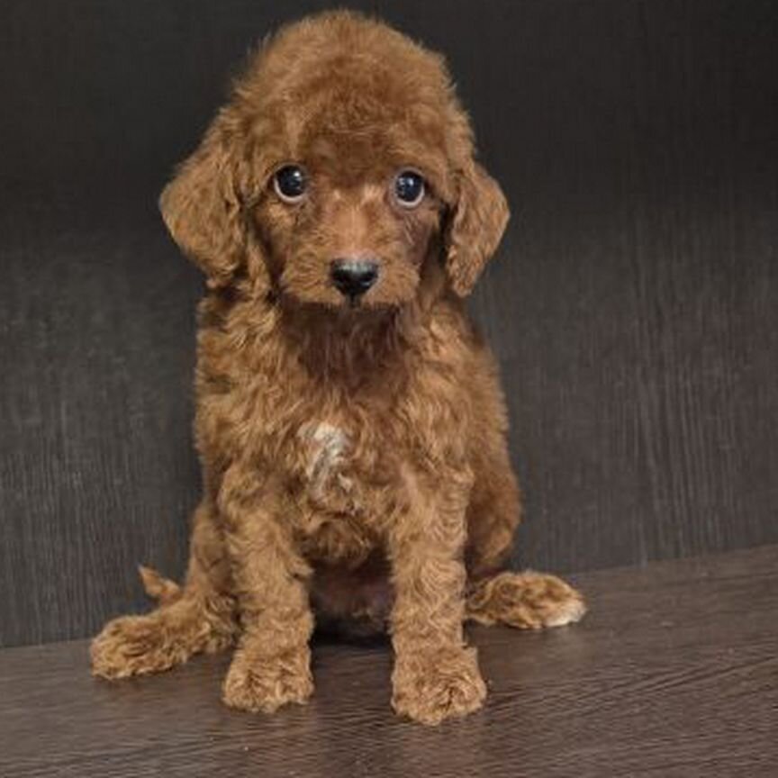 Той-пудель, щенок