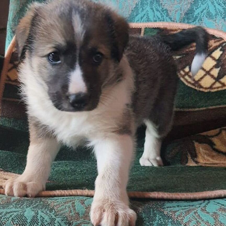 Шенки в добрые руки