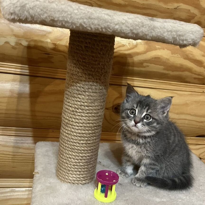 Котёнок в добрые руки