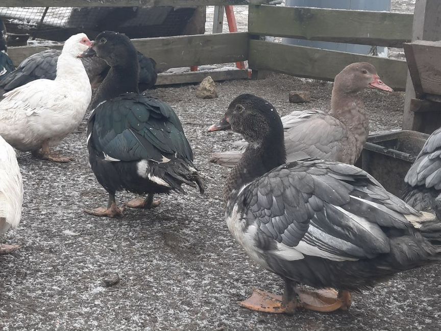 Мускусные утки, индоутки