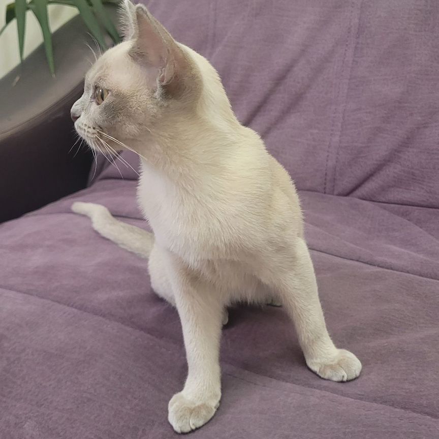 Котенок европейской бурмы