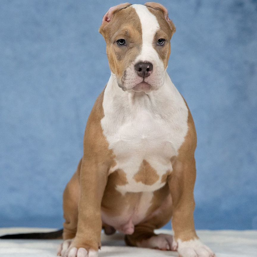 Американский булли, щенок