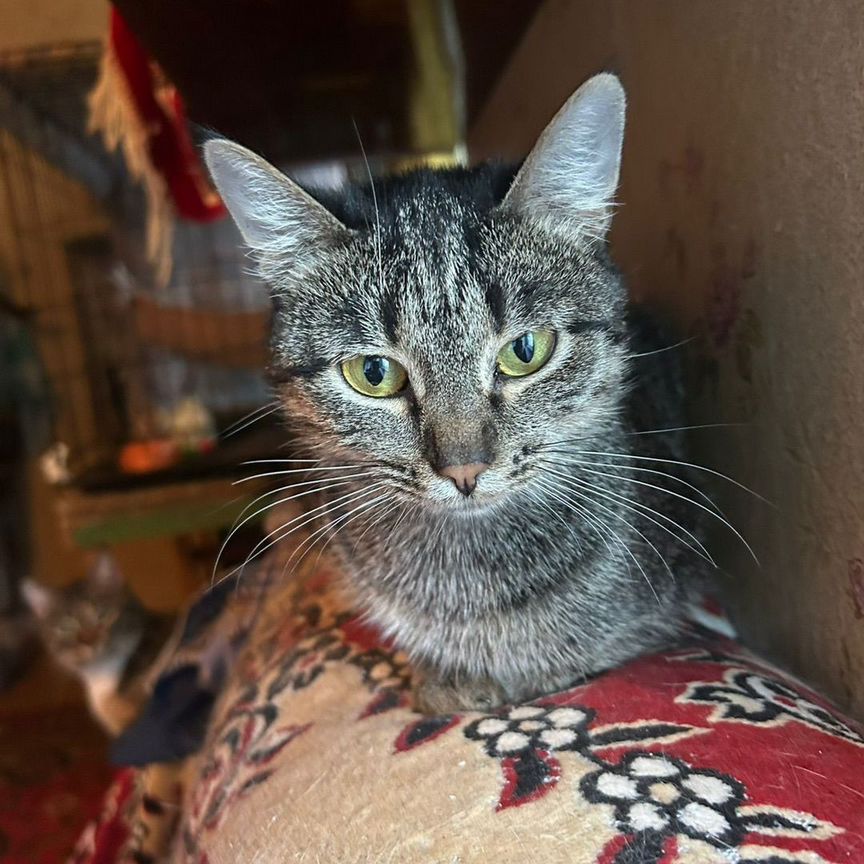 Стерилизованная Мышка в добрые руки