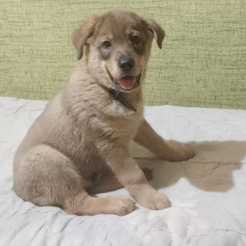 Отдам щенка в хорошие руки