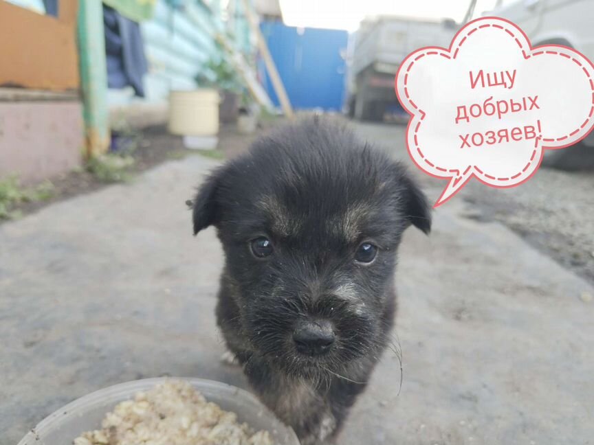 Маленькие собачки щенята
