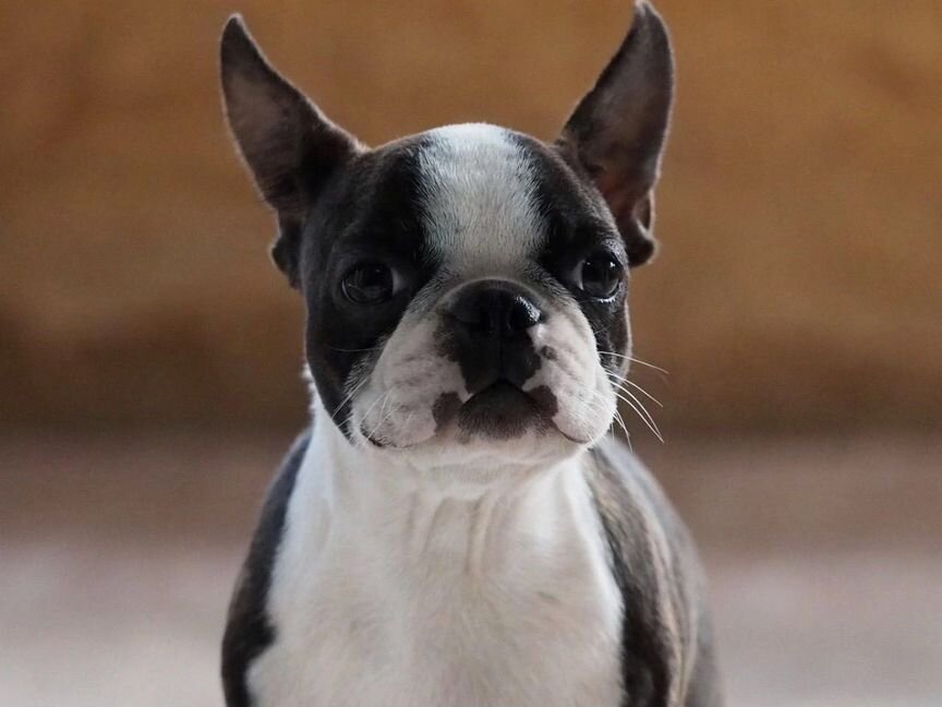 Бостон терьр кобель - вязка