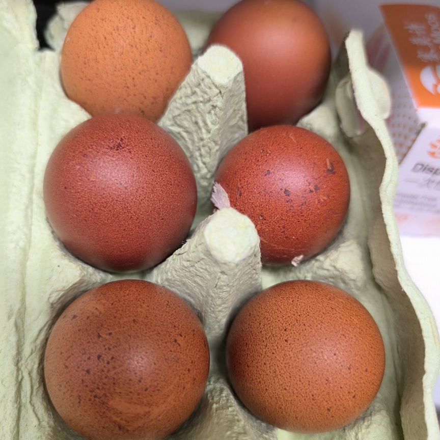 Инкубационное яйцо