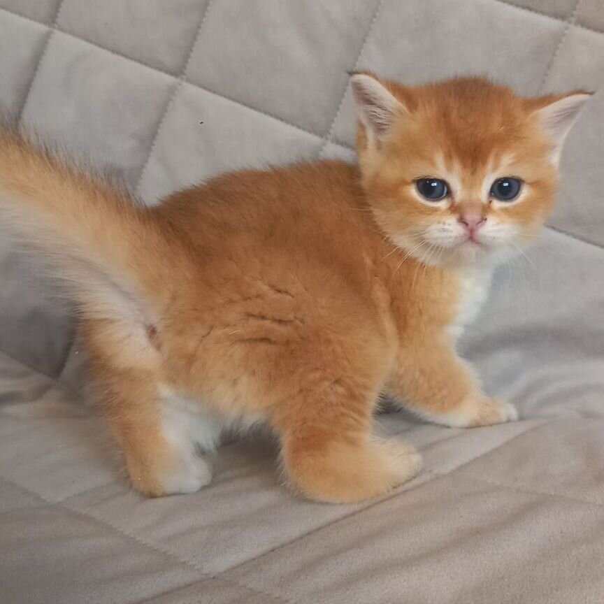 Шотландский прямоухий короткошёрстный котёнок