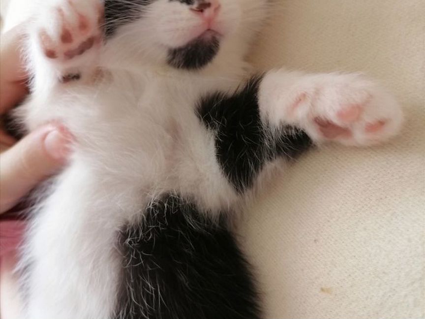 Чудная Кошечка от соседа вислоуха