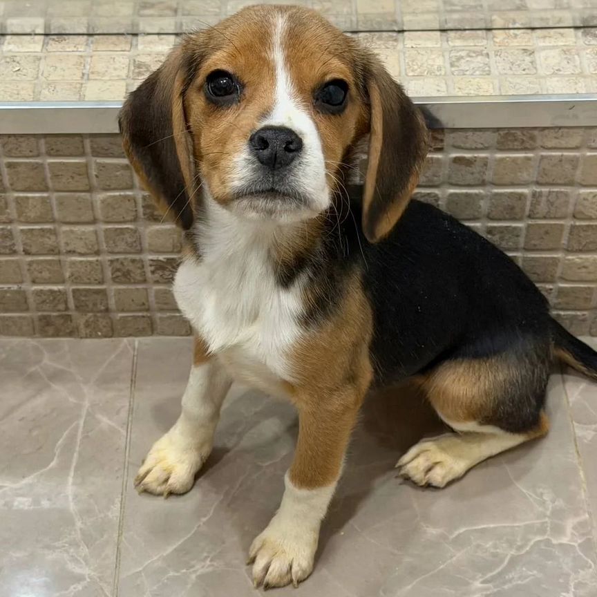 Бигль, щенок