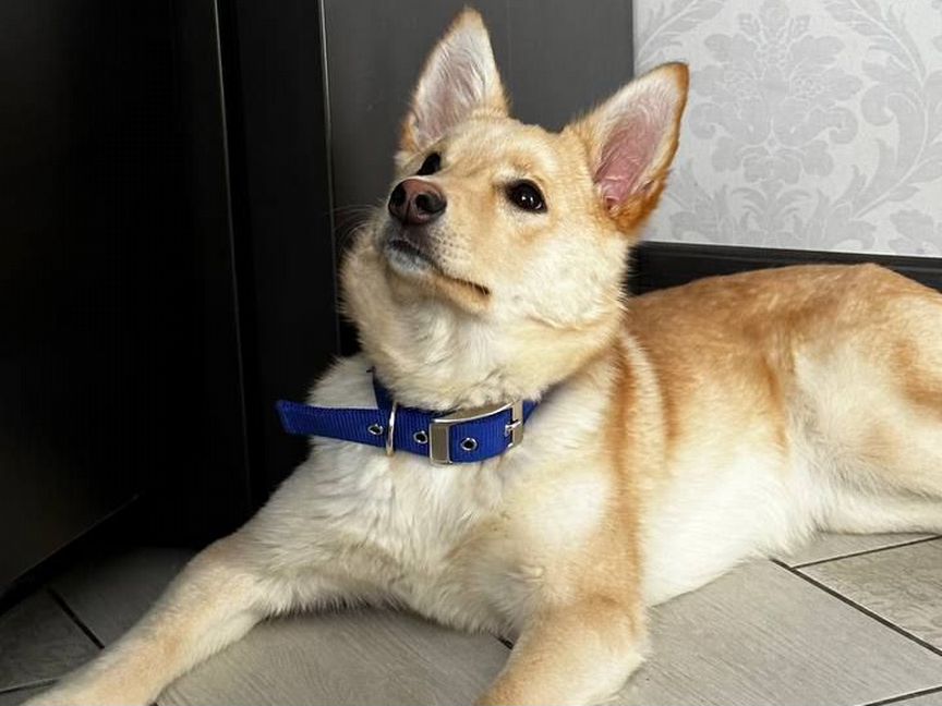 Щенок от маленькой собачки в добрые руки