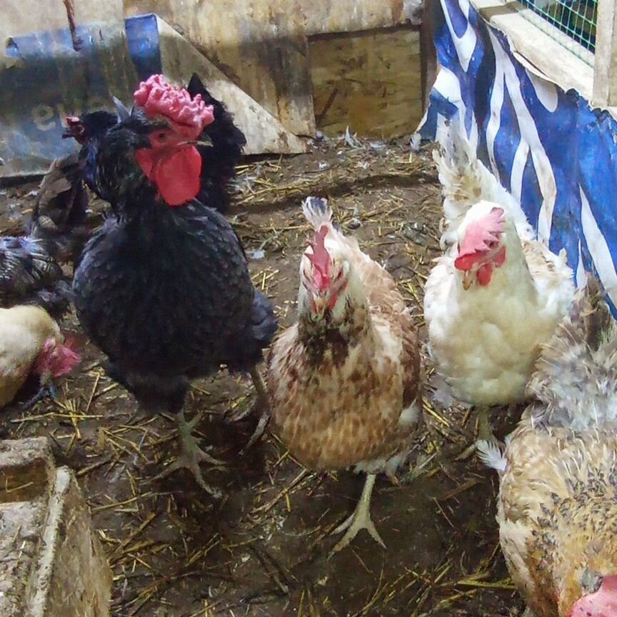 Куры несушки