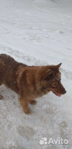 Собака кобель найден