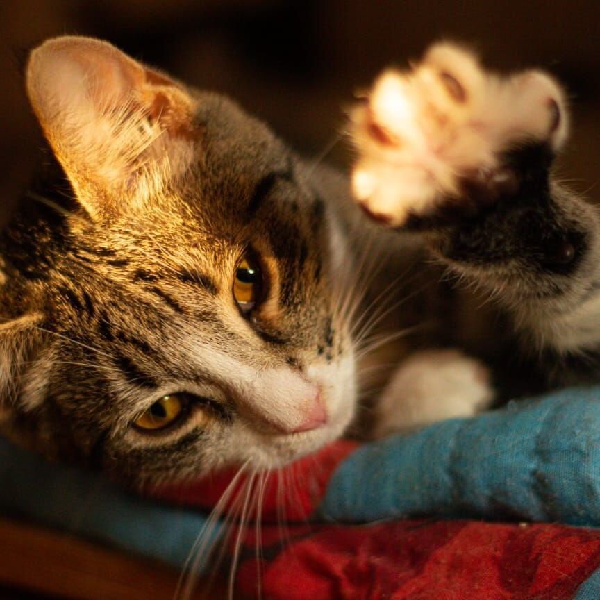 Кошечка Мышка