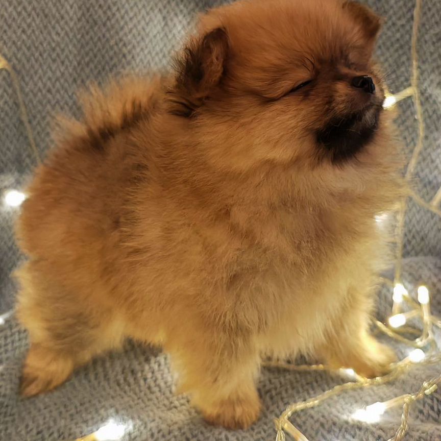 Померанский шпиц, щенок