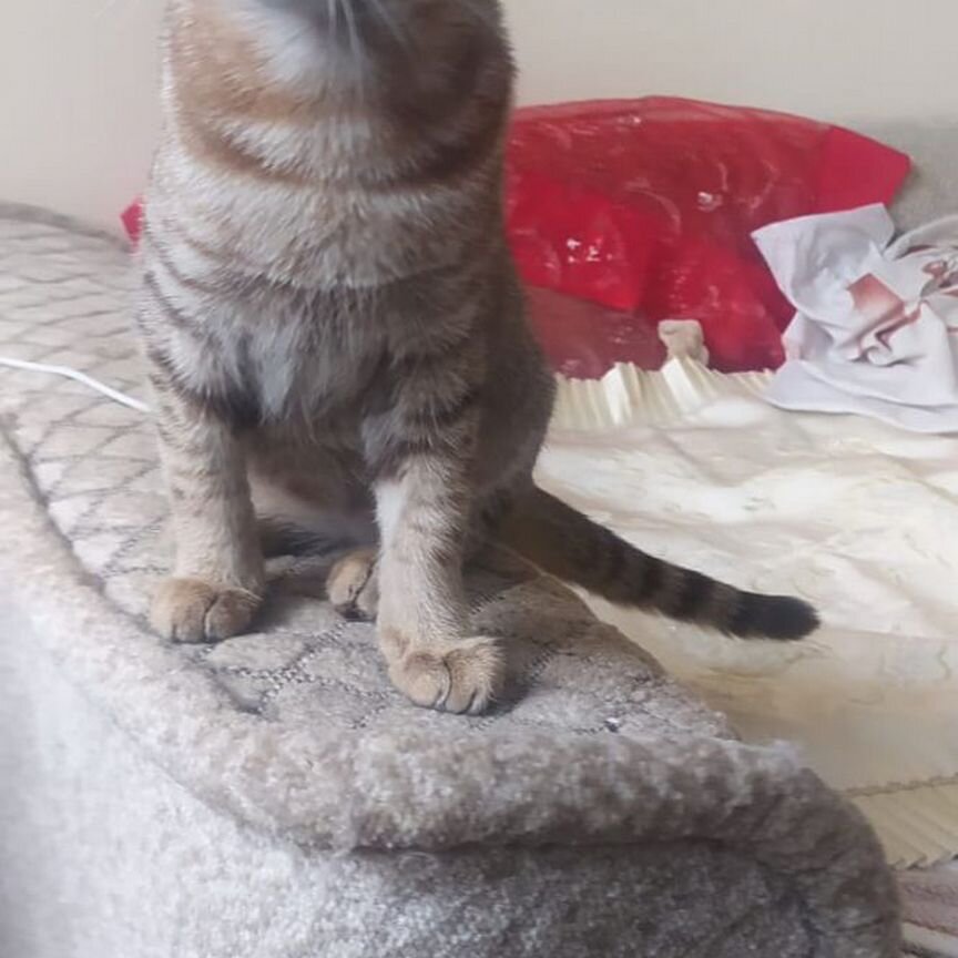 Котик Сноу шу 3 месяца