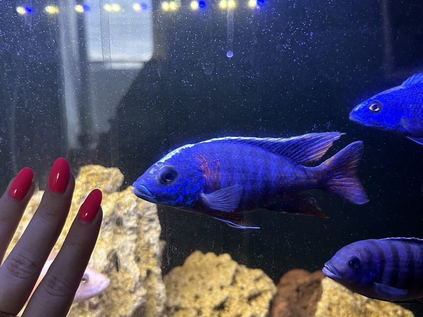 Каданго цихлиды аквариумные рыбки