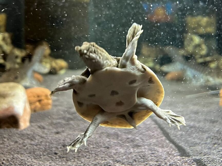 Водная черепаха